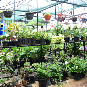 Kerala Agri Horticultural Society Trivandrum